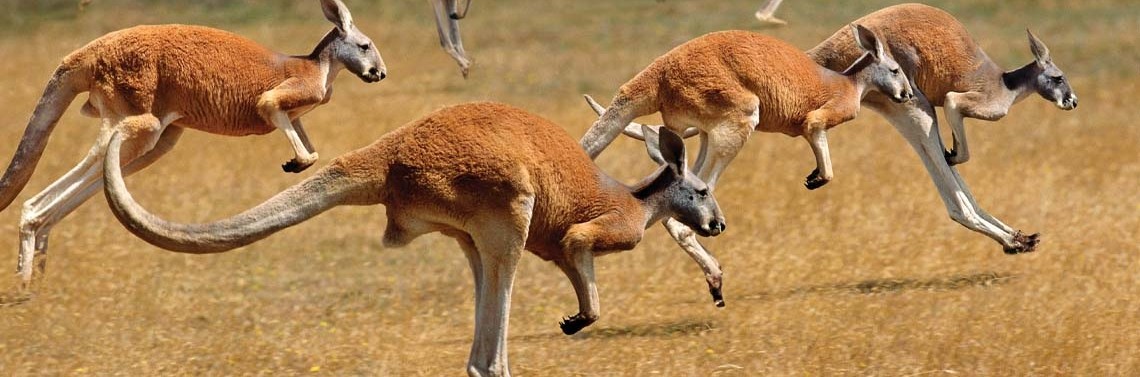 Sprawa kangura - Czasopismo specjalistyczne Animal Expert | Zaburzenia ...